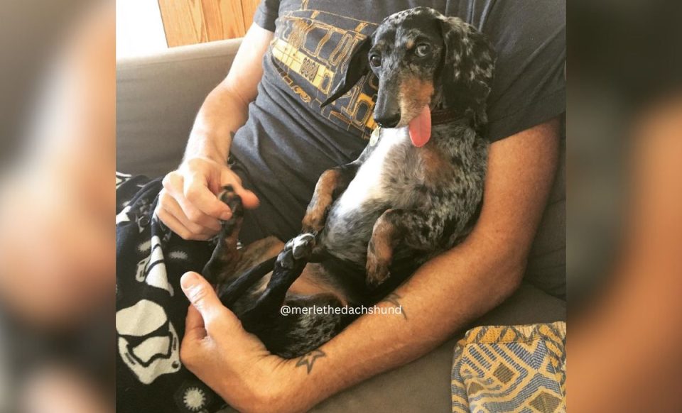 The 17 Fascinating Dachshund Colors And Patterns