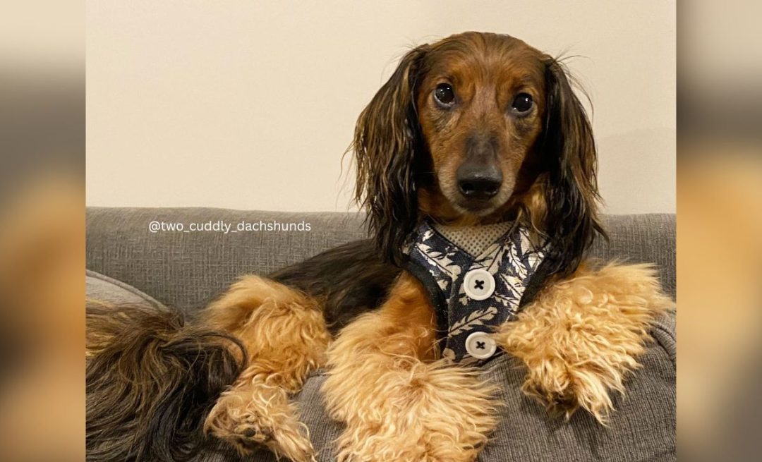 The 17 Fascinating Dachshund Colors And Patterns