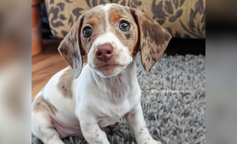 The 17 Fascinating Dachshund Colors And Patterns