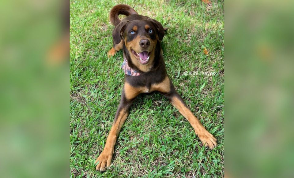 43 Husky Mixes With Unmatched Charm (With Photos)