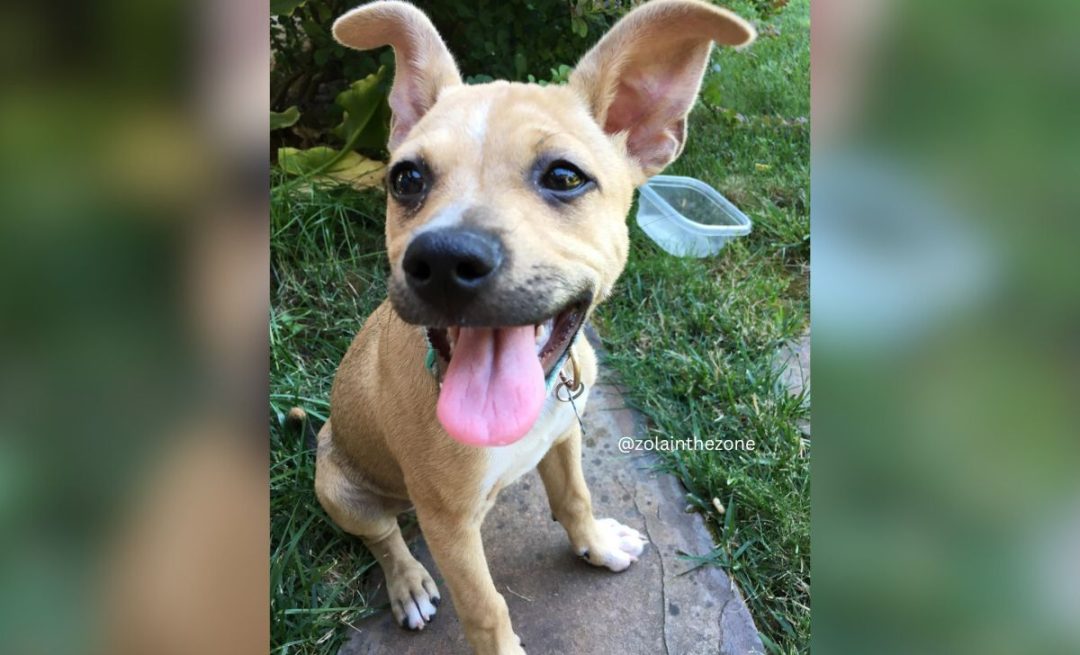 27 Best German Shepherd Mixes For Guard Duties (With Pictures)