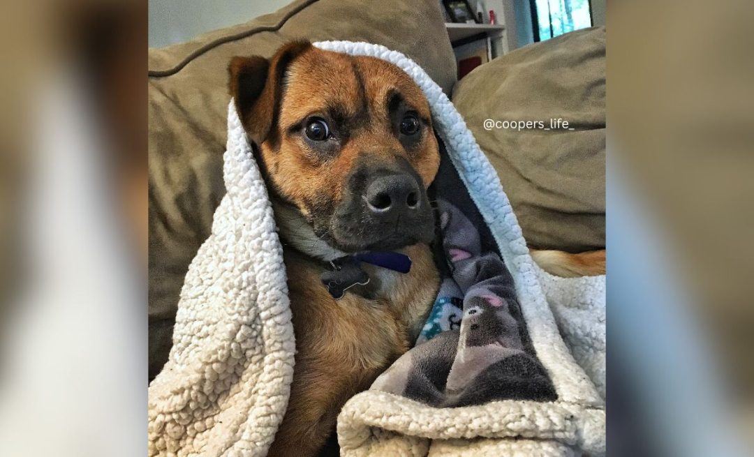 27 Best German Shepherd Mixes For Guard Duties (With Pictures)