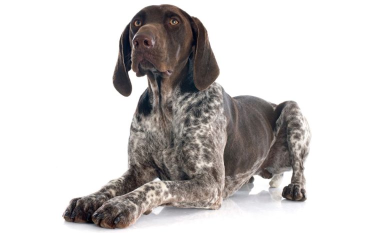 German Shorthaired Pointer Growth Chart: Pup To Full-Grown