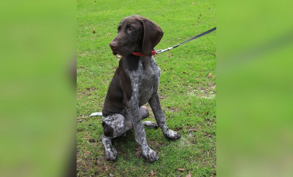 German Shorthaired Pointer Growth Chart: Pup To Full-Grown