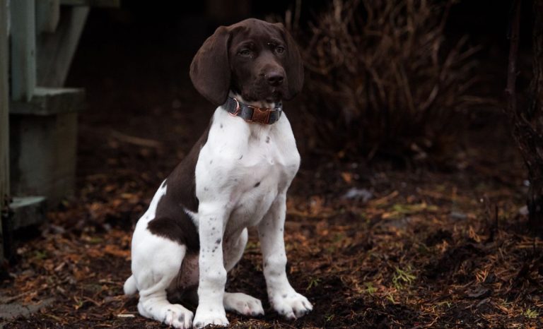 German Shorthaired Pointer Growth Chart: Pup To Full-Grown