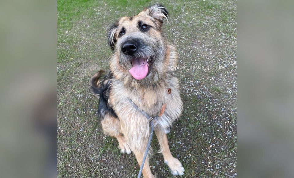 27 Best German Shepherd Mixes For Guard Duties (With Pictures)