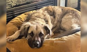 8 Amazing Anatolian Shepherd Colors And 6 Markings To Go With Them