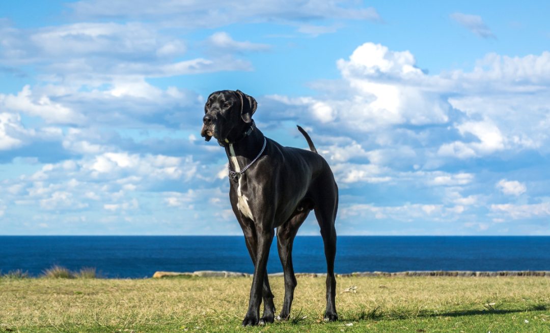 19 Dog Breeds With Shortest Lifespan