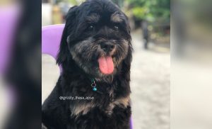 13 Lhasa Apso Colors For All The Dog Lovers (With Pictures)