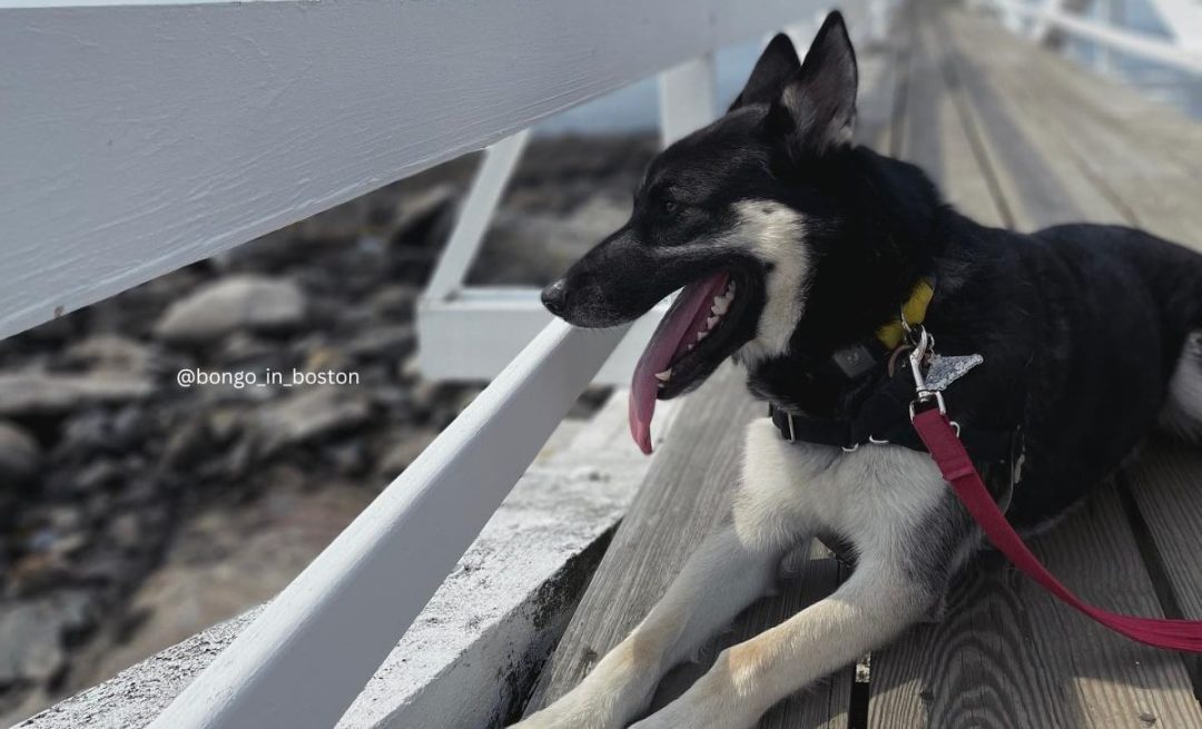 43 Husky Mixes With Unmatched Charm (With Photos)