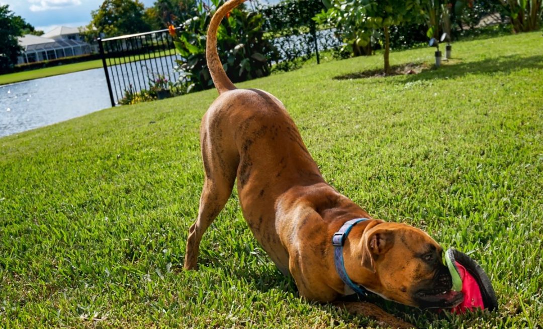 17 Adorable Signs Your Dog Is Happy And Loves You