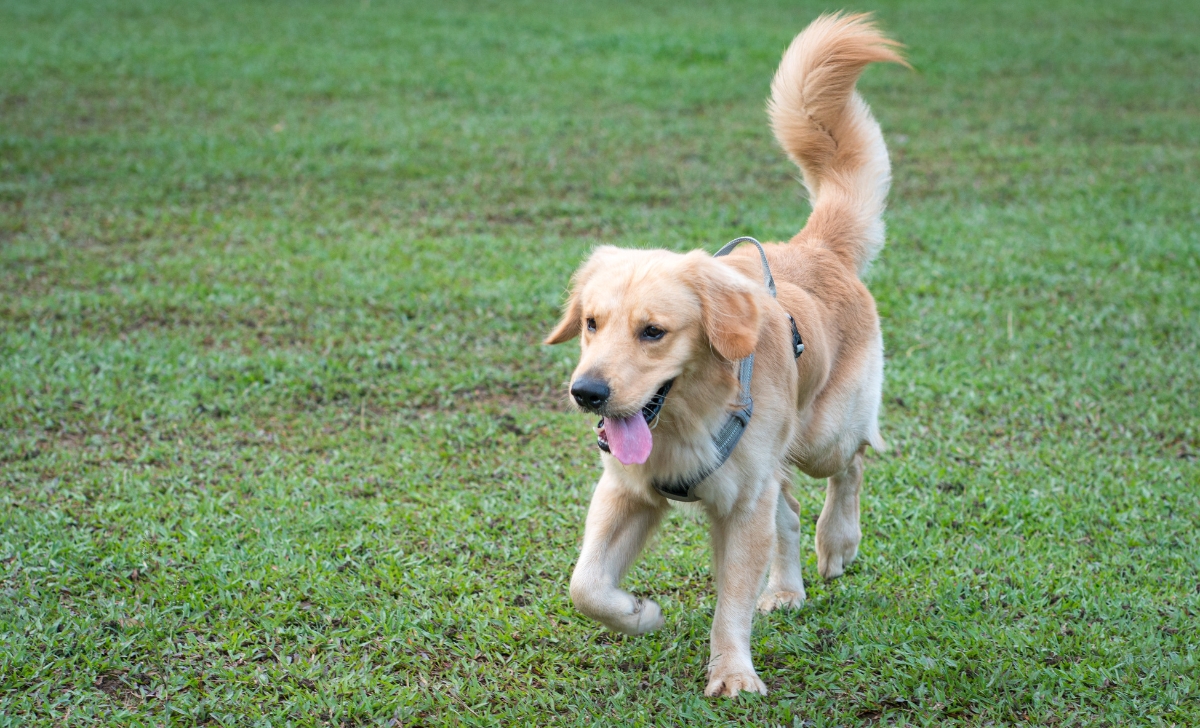 17 Adorable Signs Your Dog Is Happy And Loves You