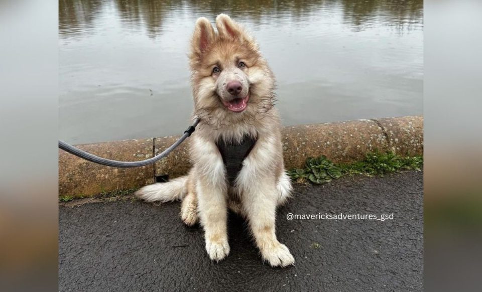 The 15 Gorgeous German Shepherd Colors (With Pictures)