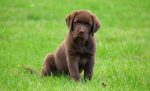 Labrador Feeding Chart And Proper Nutrition Guide
