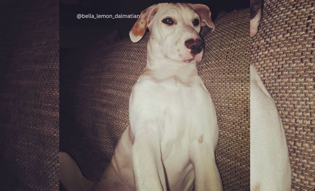 11 Dalmatian Colors And Their Surprising Varieties