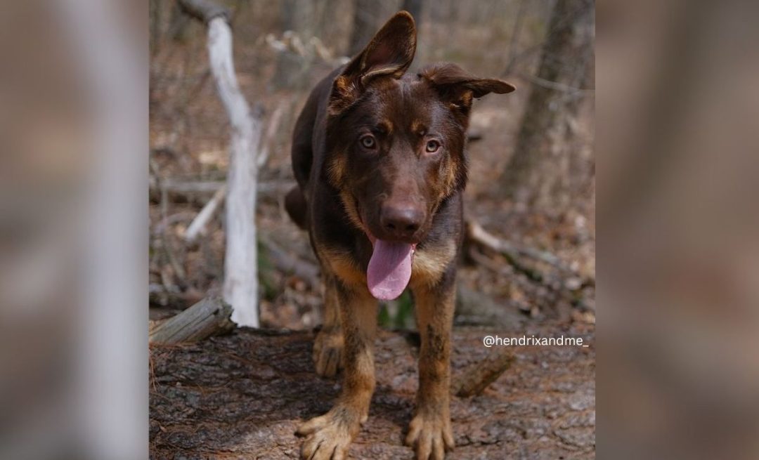 The 15 Gorgeous German Shepherd Colors (With Pictures)