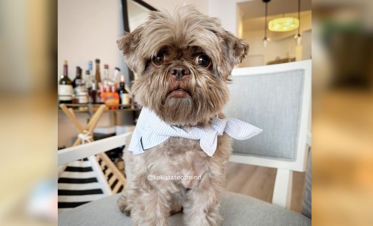 20 Shih Tzu Colors That Will Leave You Breathless