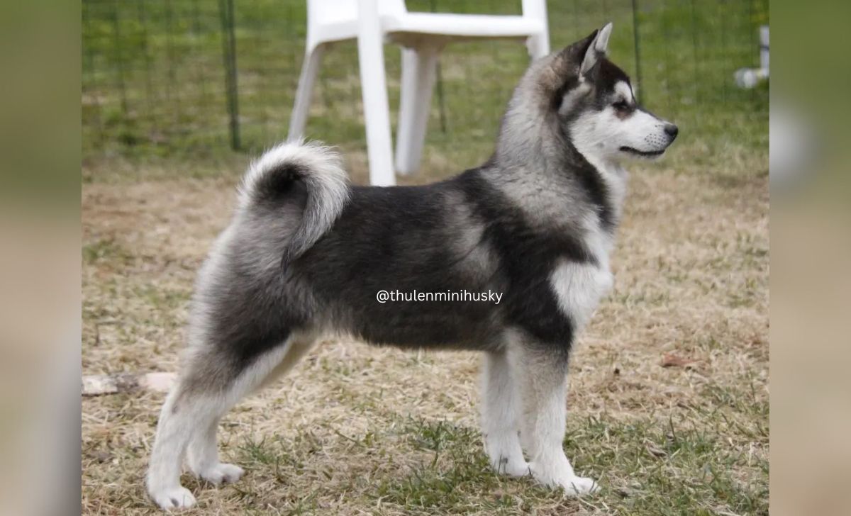 Miniature Husky: All The Important Info About This Unique Dog