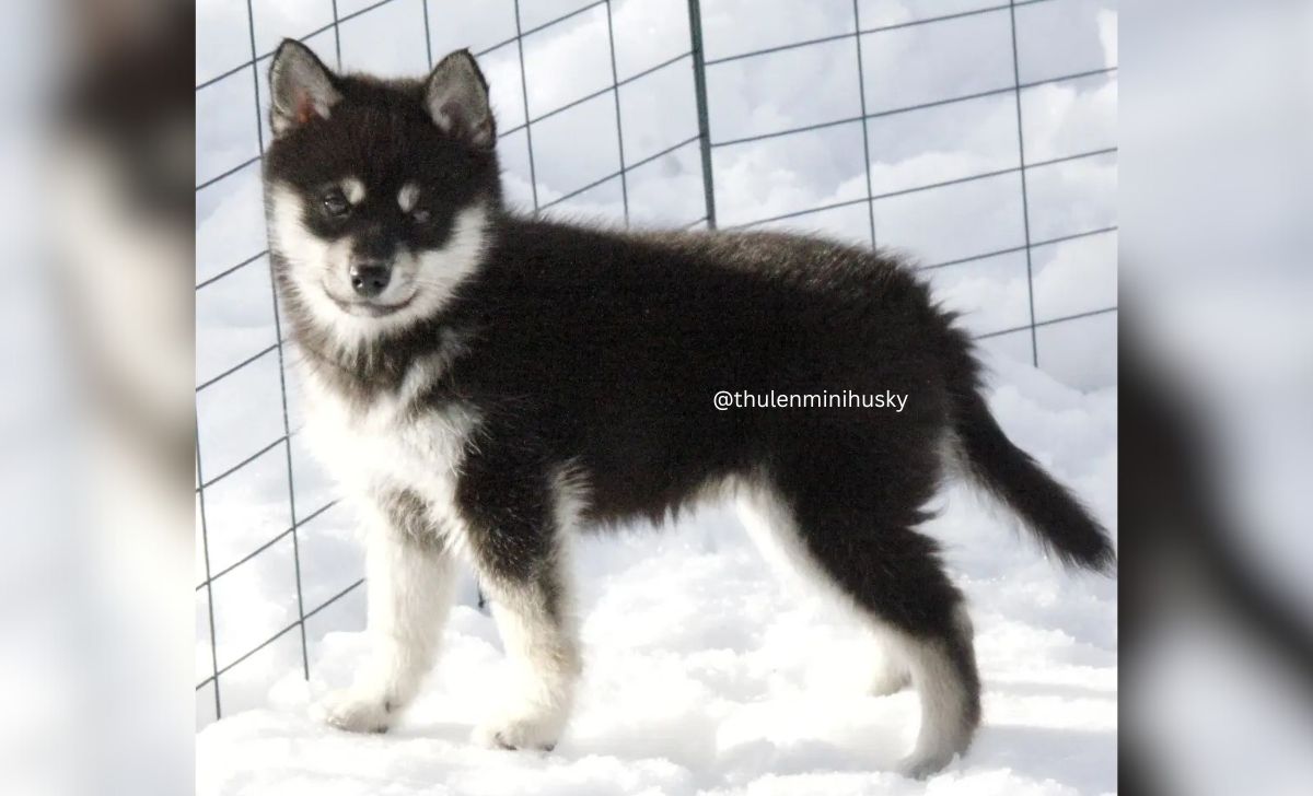 Miniature Husky: All The Important Info About This Unique Dog