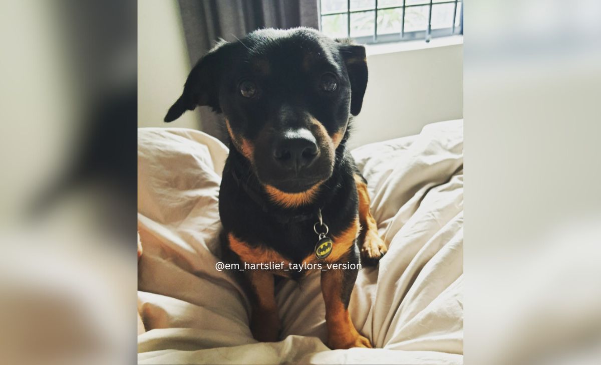 The Truth About Miniature Rottweilers: Are They Real?