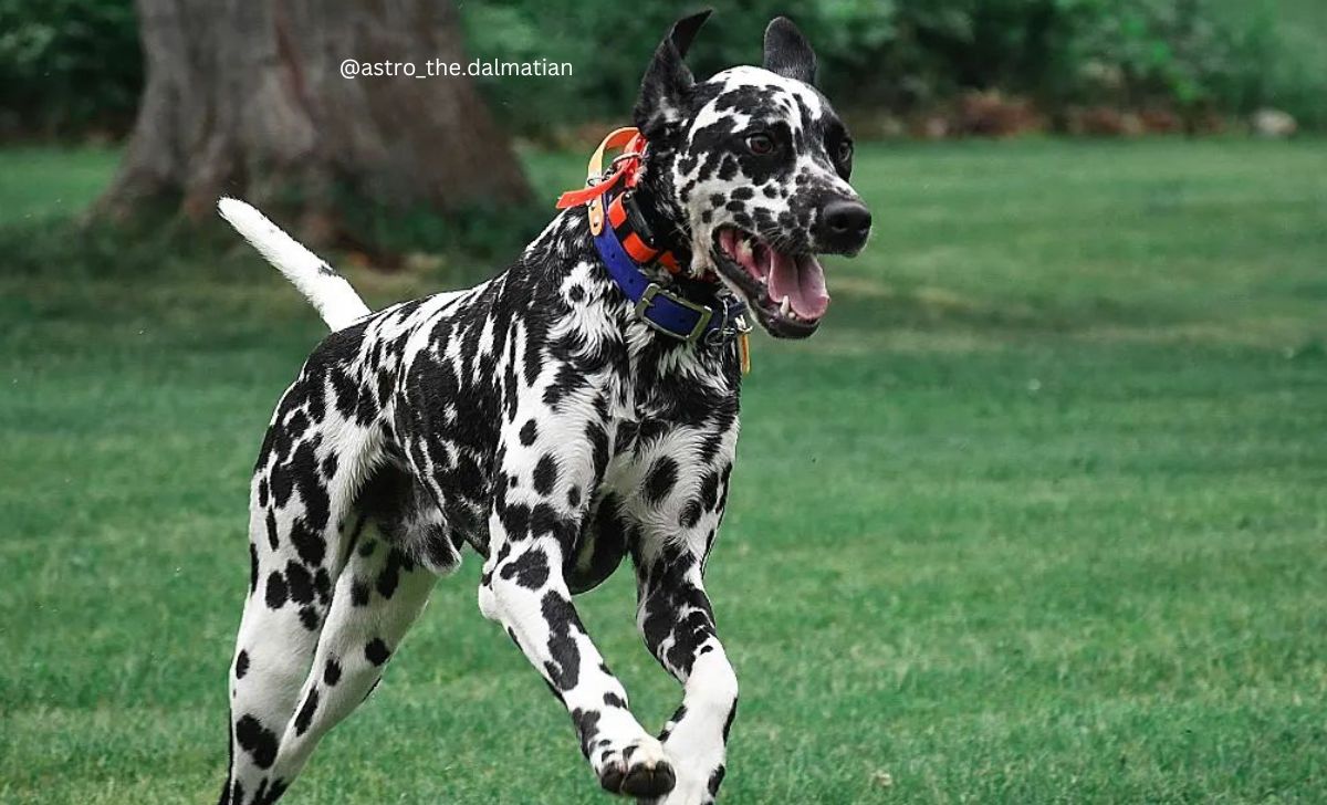 11 Dalmatian Colors And Their Surprising Varieties