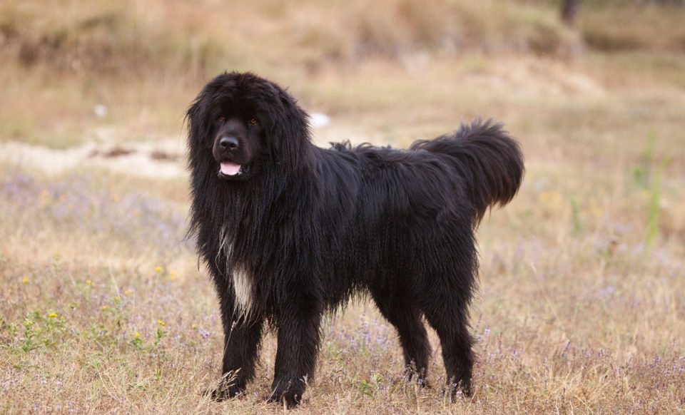 19 Dog Breeds With Shortest Lifespan