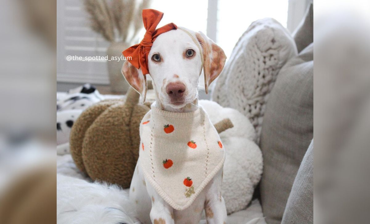 11 Dalmatian Colors And Their Surprising Varieties