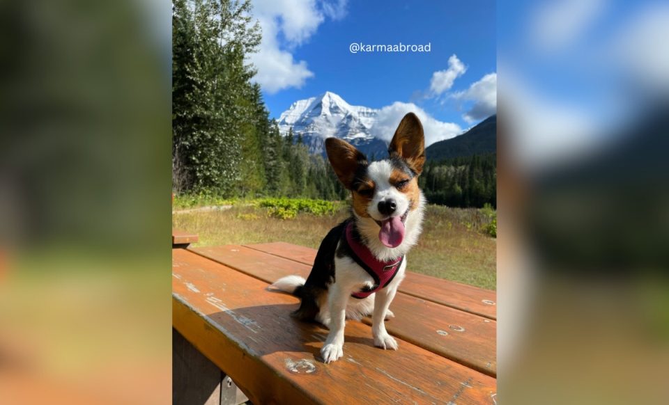 37 Australian Shepherd Mixes You Just Have To See