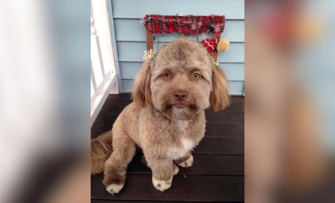 17 Dogs That Look Like Humans (With Photos)