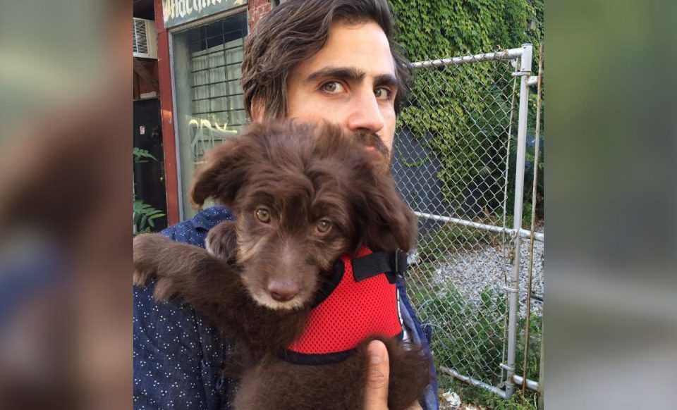 17 Dogs That Look Like Humans (With Photos)