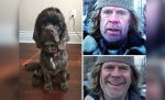 17 Dogs That Look Like Humans (With Photos)