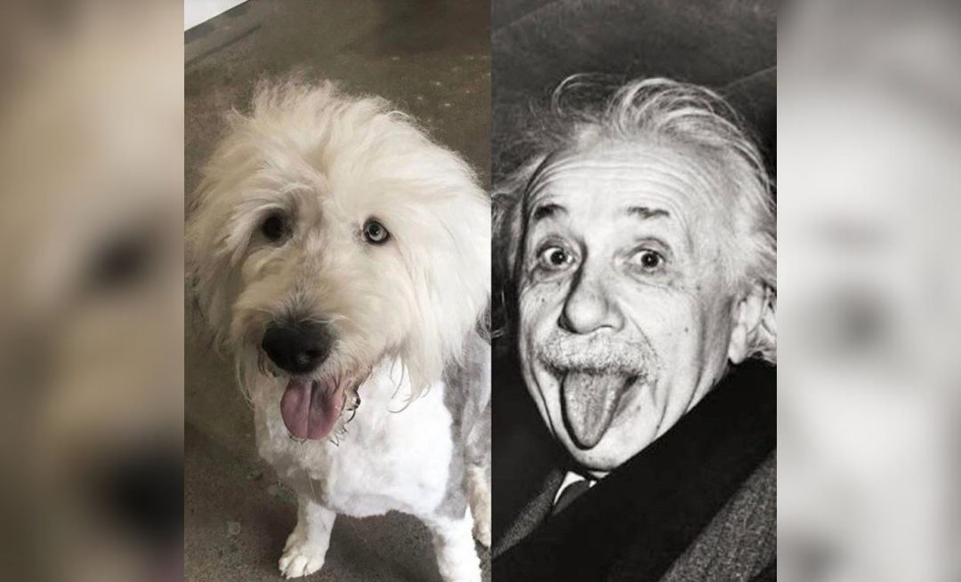 17 Dogs That Look Like Humans (With Photos)