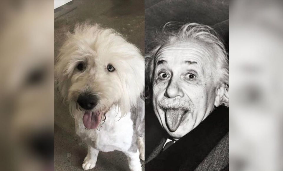 17 Dogs That Look Like Humans (With Photos)