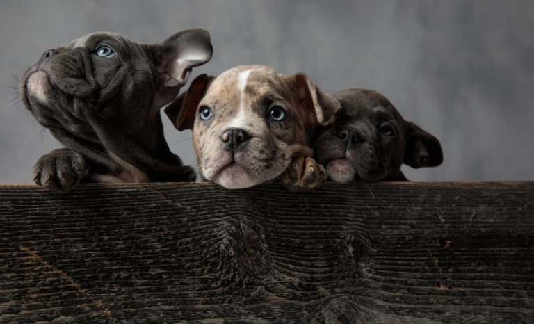 Meet Pocket Bully, The Smallest American Bully Of Them All