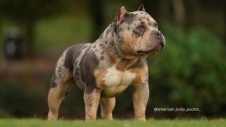 Meet Pocket Bully, The Smallest American Bully Of Them All