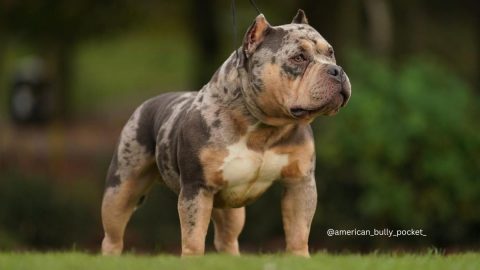 Meet Pocket Bully, The Smallest American Bully Of Them All
