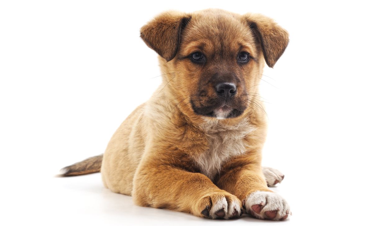 9 Anatolian Shepherd Breeders In The US That Check The Boxes