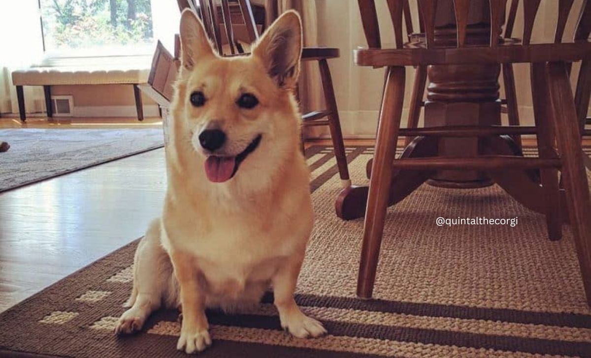 All 12 Pembroke Welsh Corgi Colors And Everything About Them