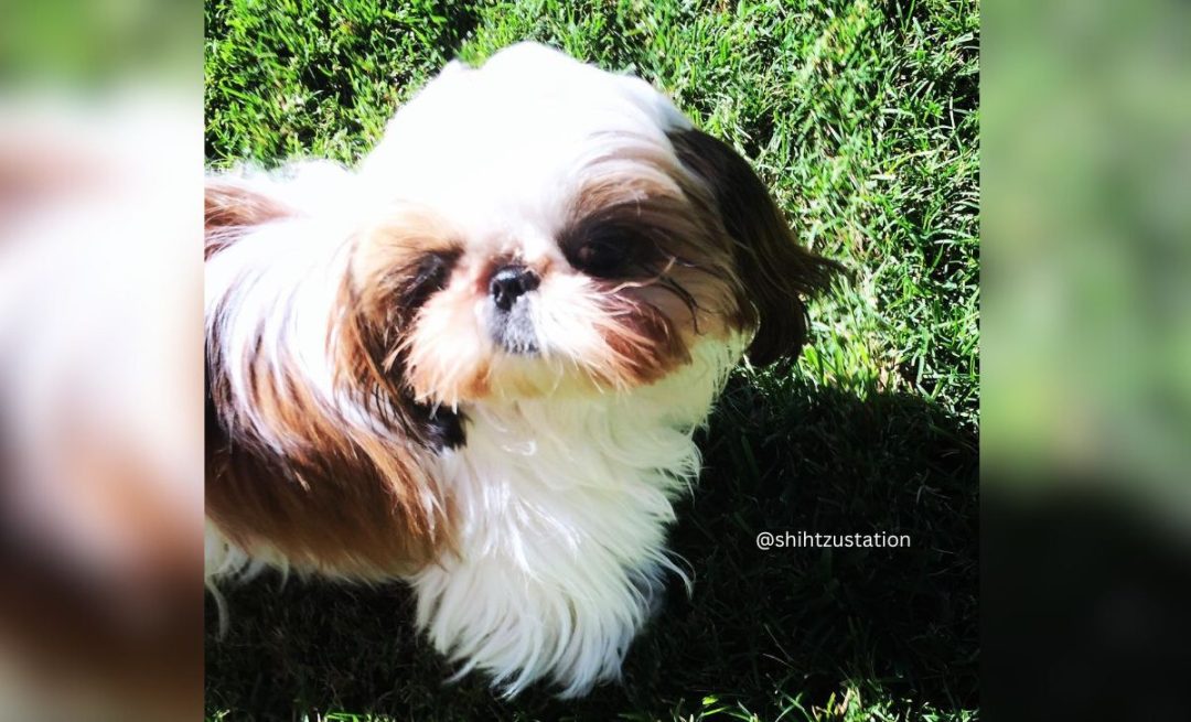 20 Shih Tzu Colors That Will Leave You Breathless