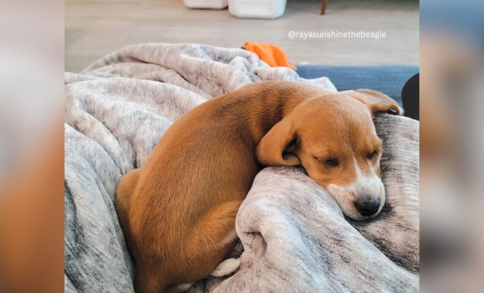 25+ Beautiful Beagle Colors To Unveil (With Pictures)