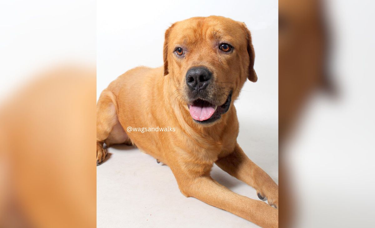 7 Rottweiler Colors You Never Knew Existed (With Pictures)