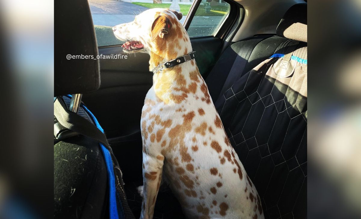 11 Dalmatian Colors And Their Surprising Varieties