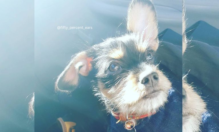51 Cute Chihuahua Mixes For Apartment Living (With Pictures)