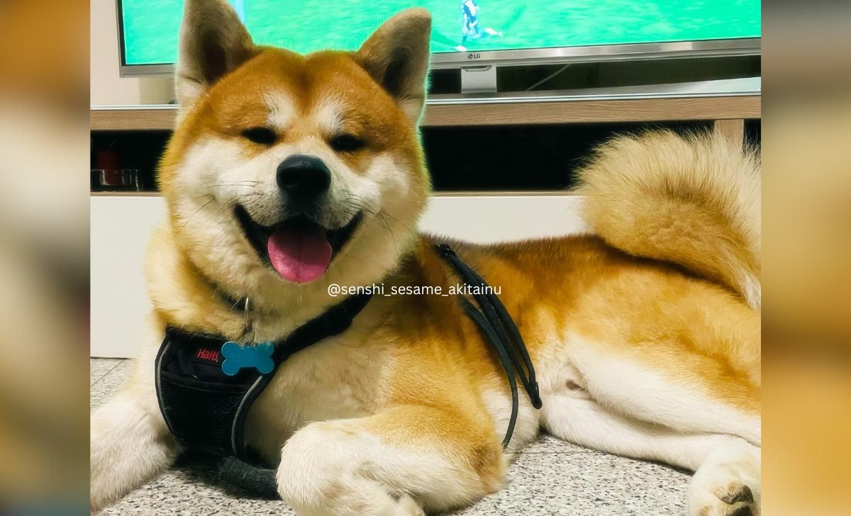 The 4 Striking Japanese Akita Colors And The Genetics Behind Them (with pictures)