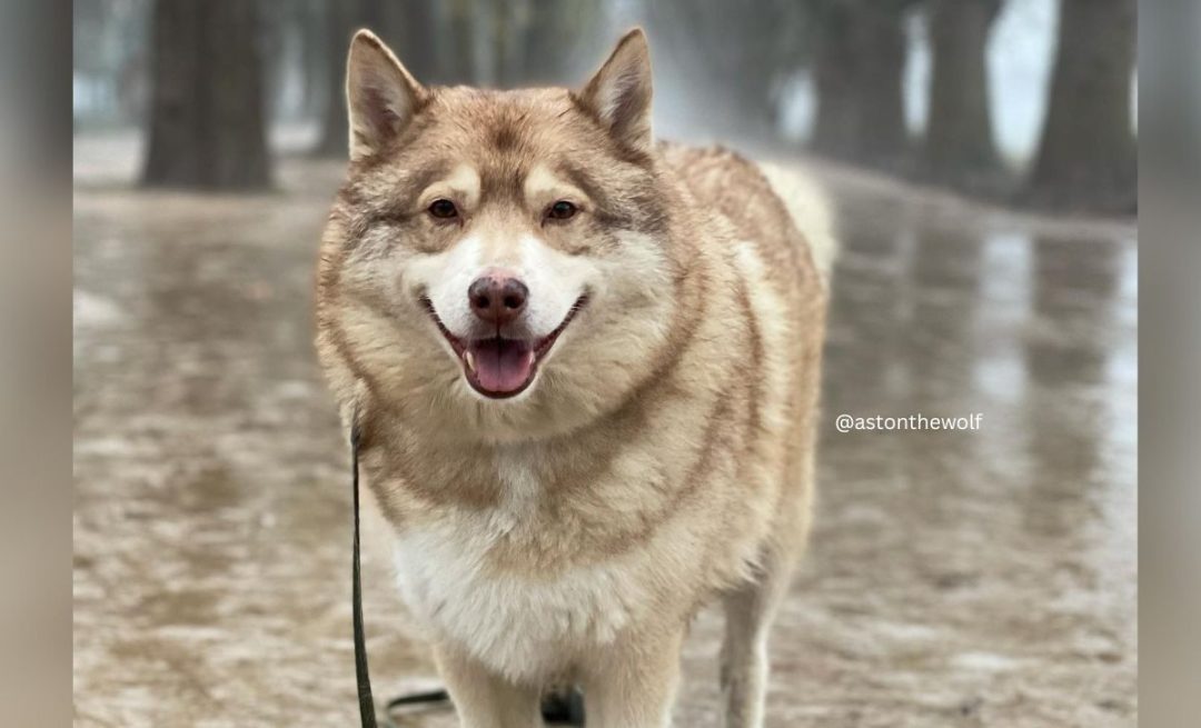 43 Husky Mixes With Unmatched Charm (With Photos)