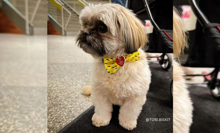 51 Cute Chihuahua Mixes For Apartment Living (With Pictures)