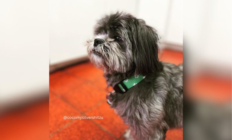 20 Shih Tzu Colors That Will Leave You Breathless