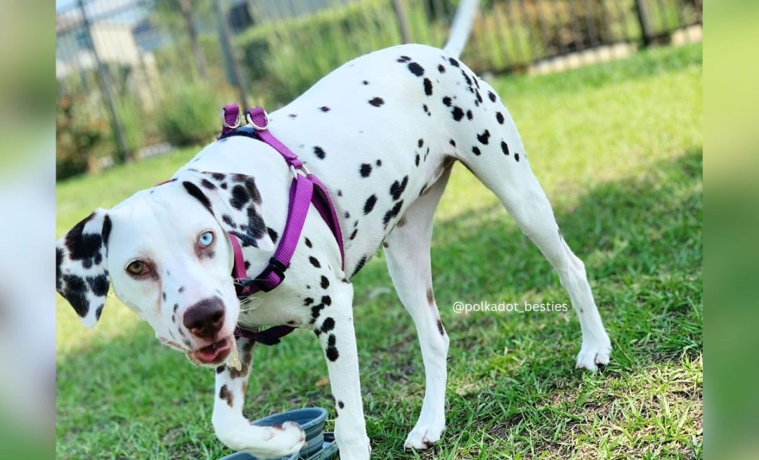 11 Dalmatian Colors And Their Surprising Varieties