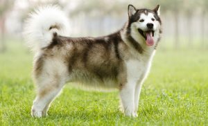 25 Most Beautiful Dog Breeds You Can Lay Your Eyes On