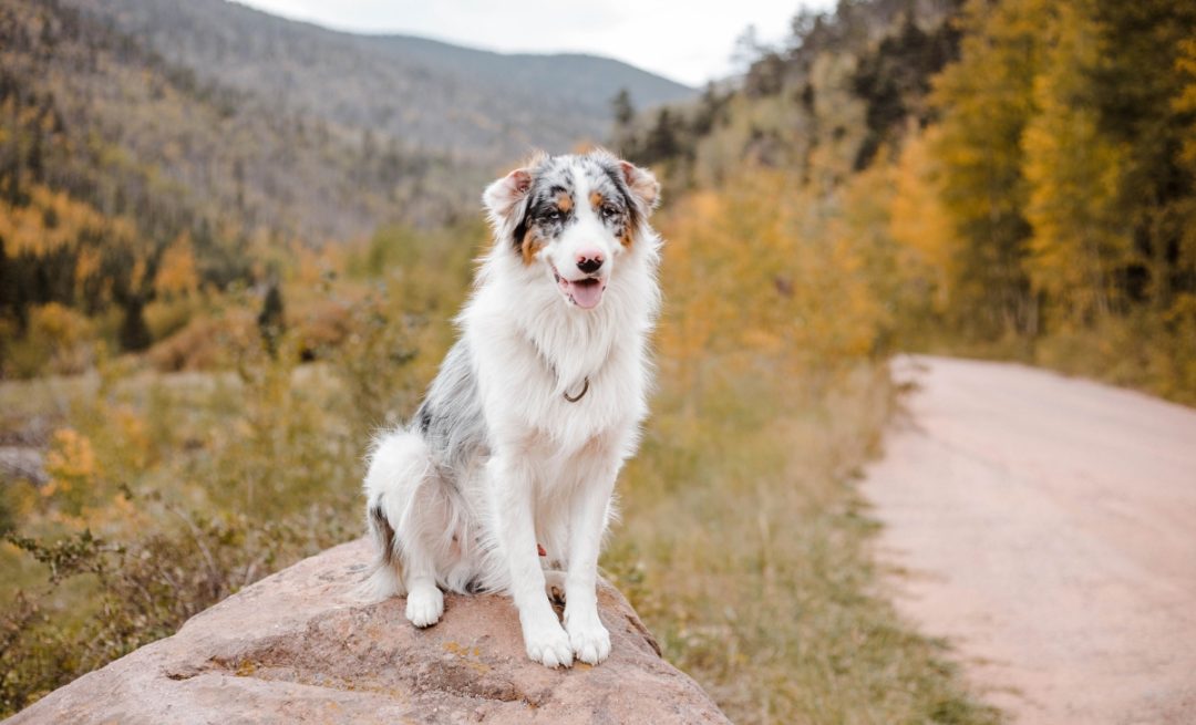 25 Most Beautiful Dog Breeds You Can Lay Your Eyes On